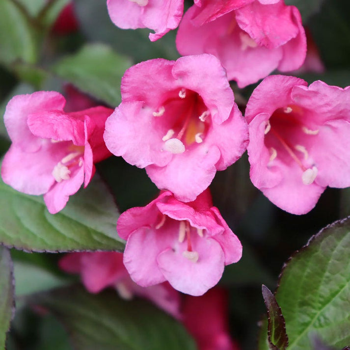 Weigela Sonic Bloom Wine™ – Park Seed