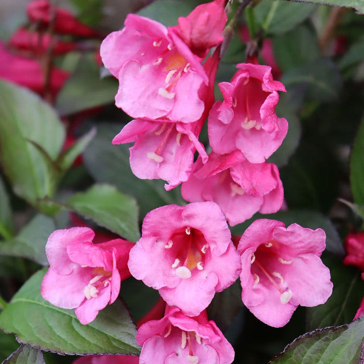 Weigela Sonic Bloom Wine™ – Park Seed