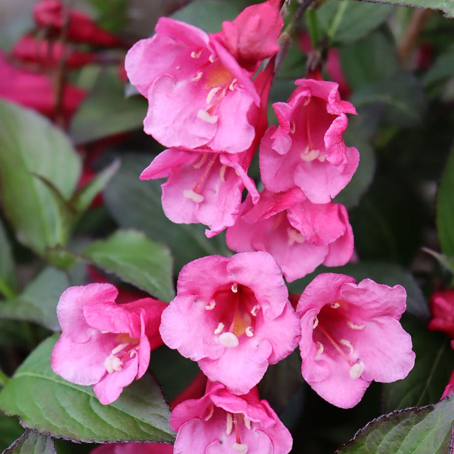 Weigela Sonic Bloom Wine™ – Park Seed