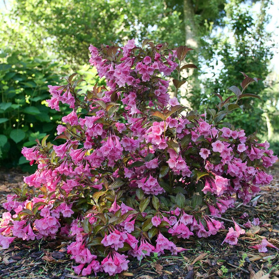 Weigela Sonic Bloom Wine™ – Park Seed