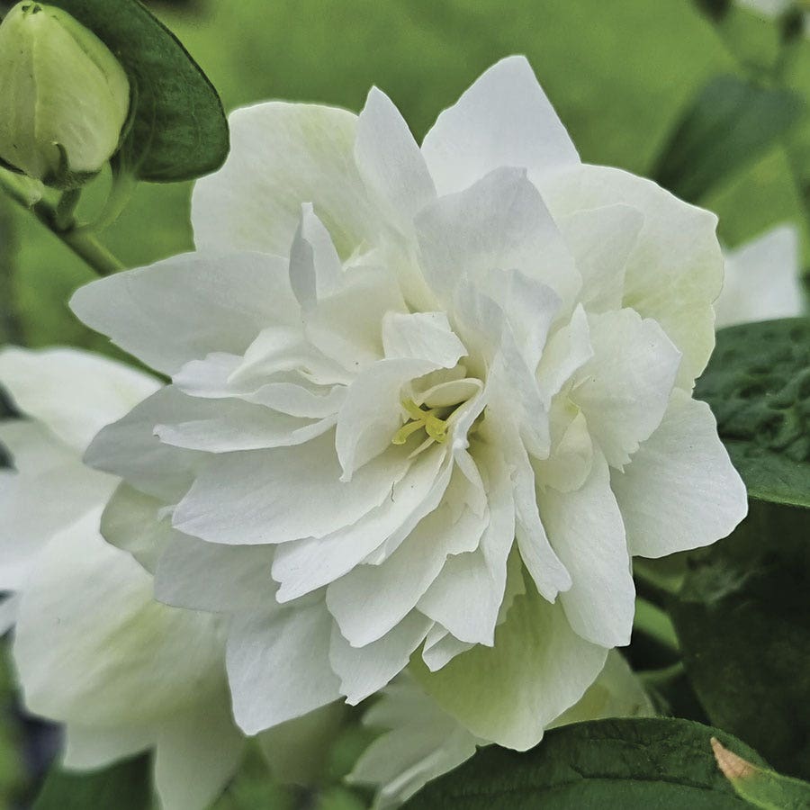 Philadelphus Pearls of Perfume Mock Orange – Park Seed