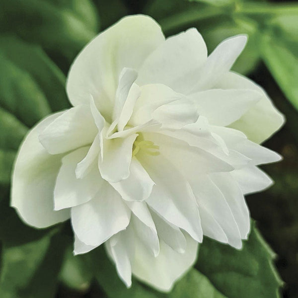 Philadelphus Pearls of Perfume Mock Orange – Park Seed
