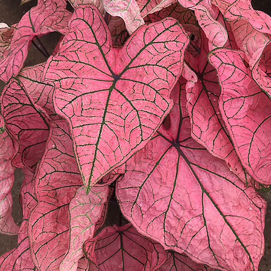 Caladium Spring Fling Bulbs – Park Seed