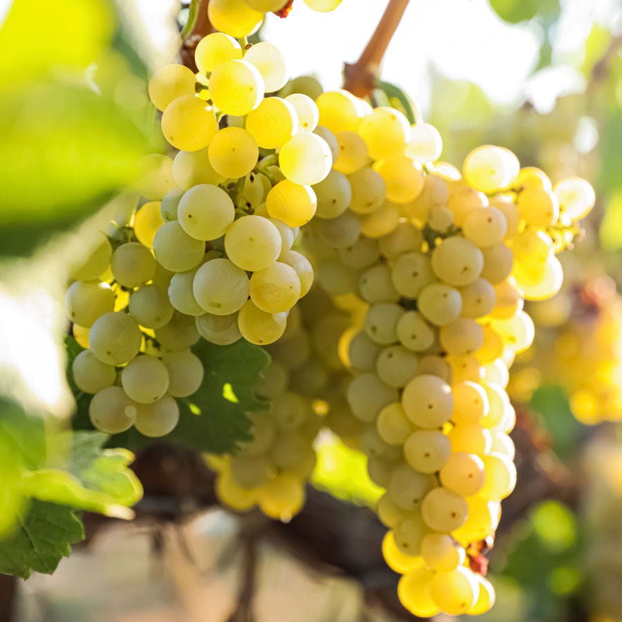Vitis Edelweiss White Grape – Park Seed