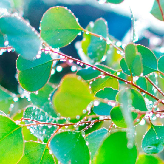 Eucalyptus polyanthemos Red Box – Park Seed