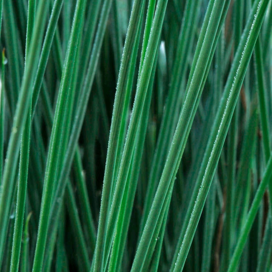 Juncus ColorGrass® 'Blue Arrows' Rush – Park Seed