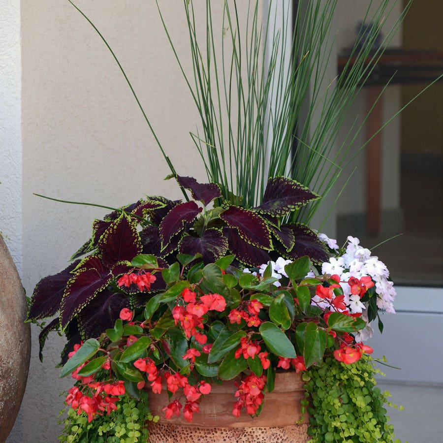 Juncus ColorGrass® 'Blue Arrows' Rush – Park Seed