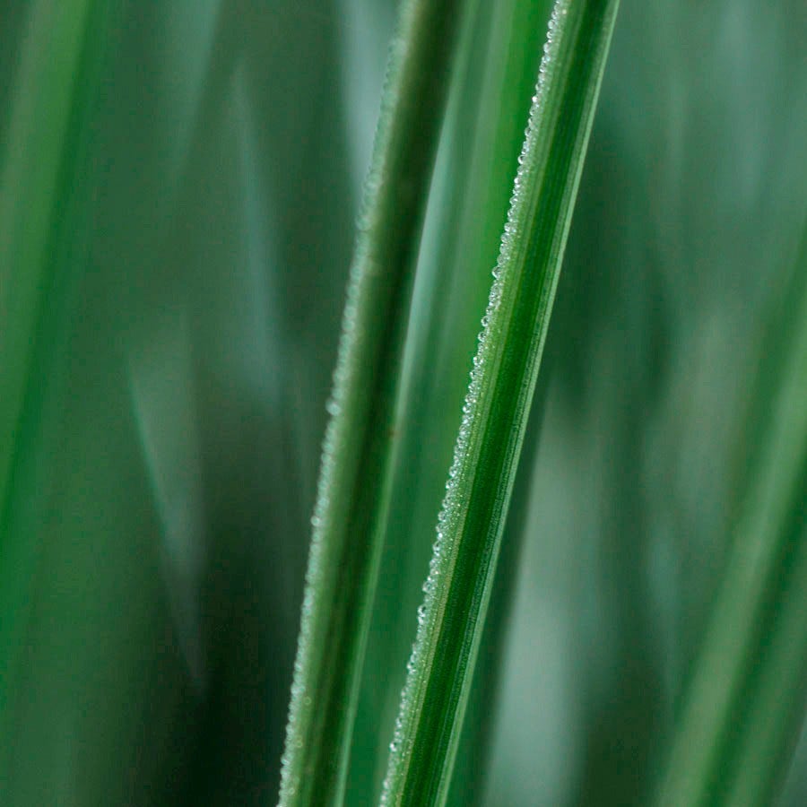 Juncus ColorGrass® 'Blue Arrows' Rush – Park Seed