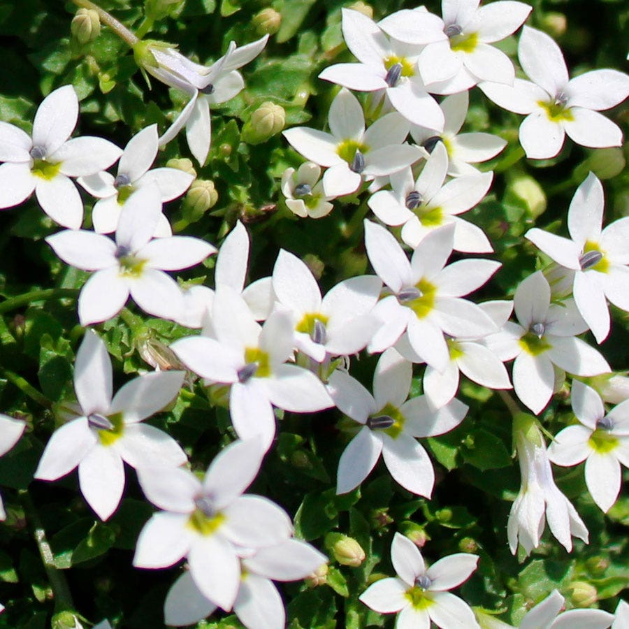 Isotoma White Star Creeper – Park Seed