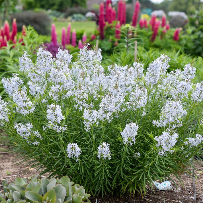 Amsonia 'String Theory' Bluestar – Park Seed
