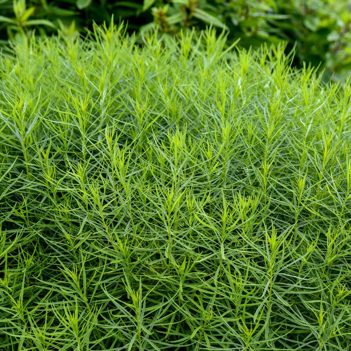 Amsonia 'String Theory' Bluestar – Park Seed