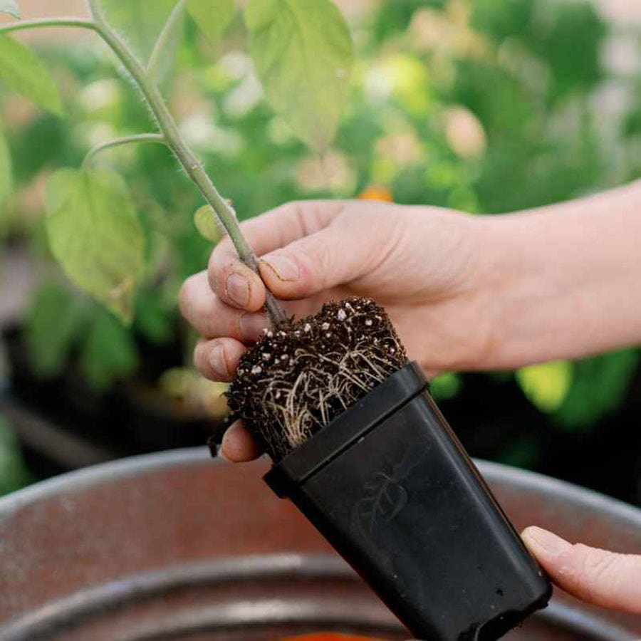 Seed Starter Pots 2.5 inches Black - extra strength, 80 pack – Park Seed