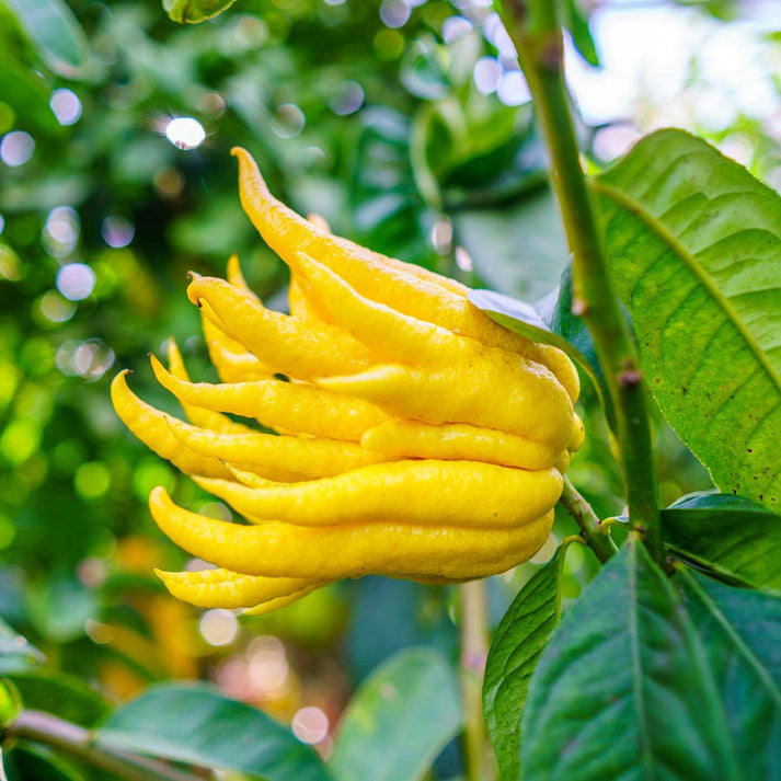 Citrus Buddha's Hand Citron Tree – Park Seed