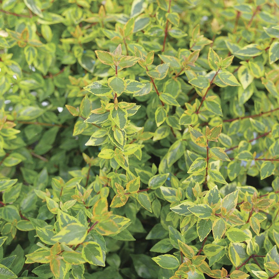 Abelia Brilliantina™ – Park Seed