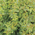 Abelia Brilliantina™ – Park Seed