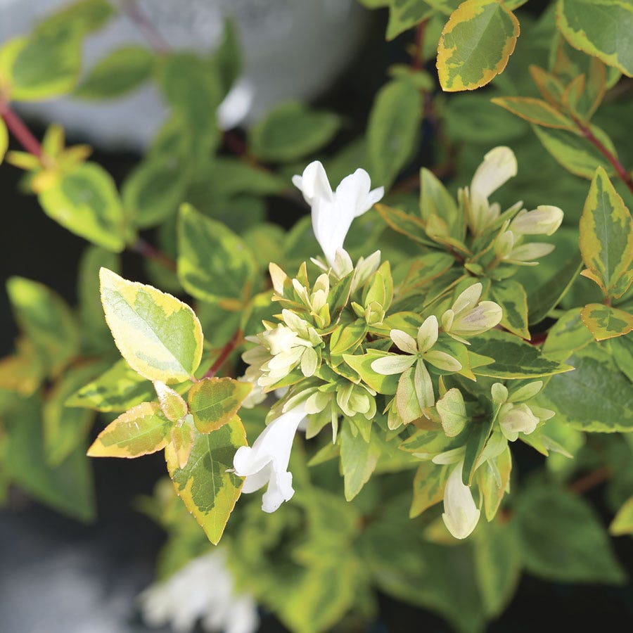 Abelia Brilliantina™ – Park Seed
