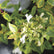 Abelia Brilliantina™ – Park Seed