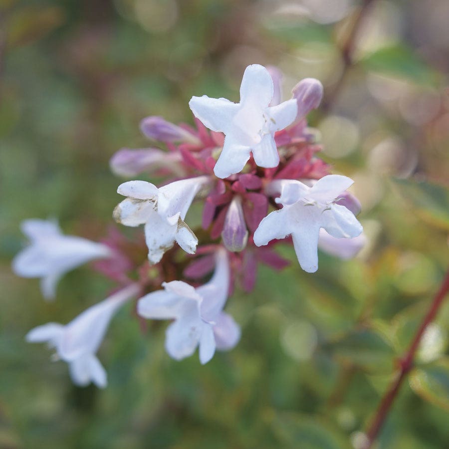 Abelia Brilliantina™ – Park Seed