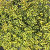 Abelia Brilliantina™ – Park Seed