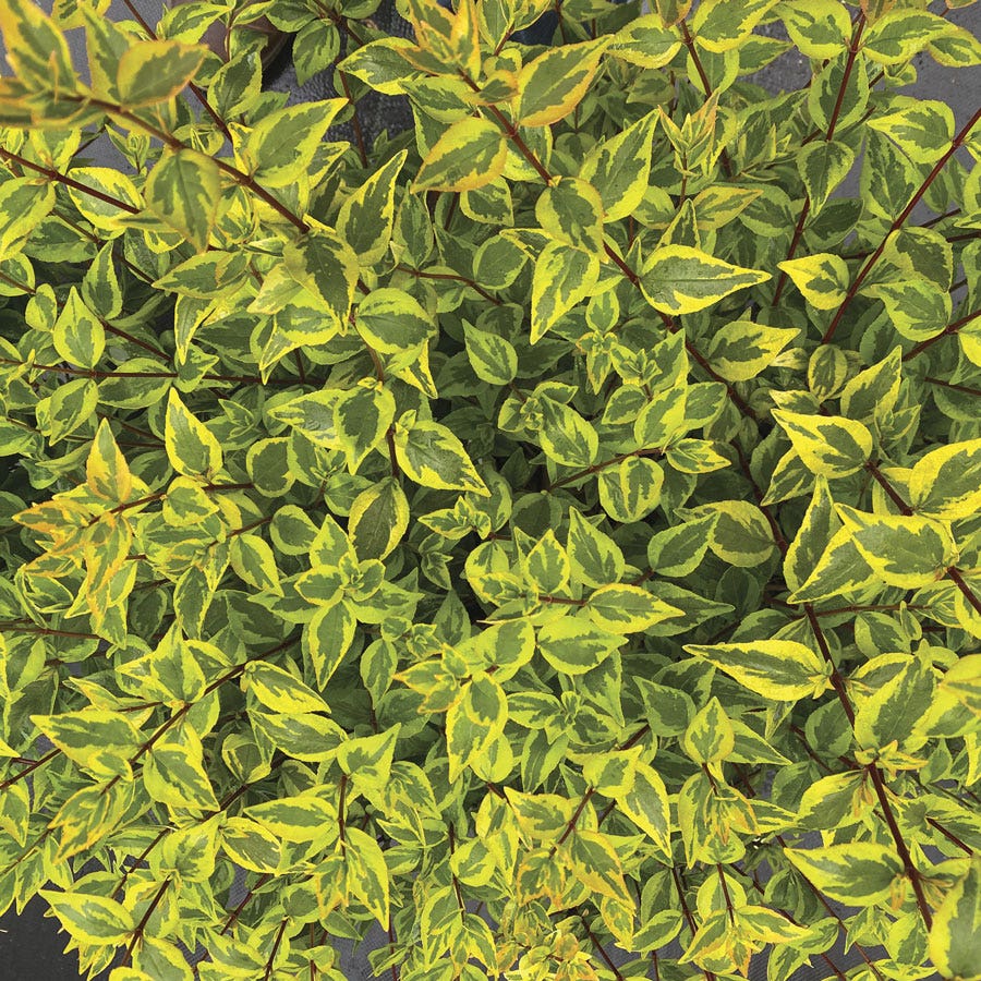 Abelia Brilliantina™ – Park Seed