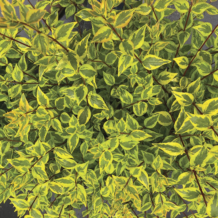 Abelia Brilliantina™ – Park Seed