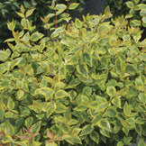 Abelia Brilliantina™ – Park Seed
