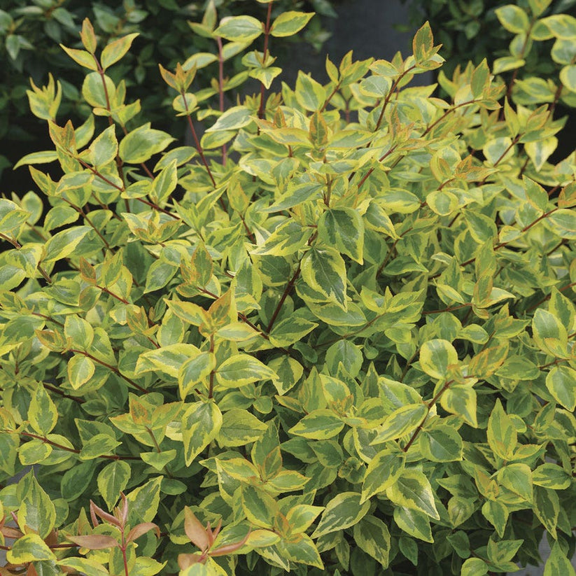 Abelia Brilliantina™ – Park Seed