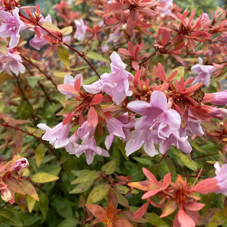Abelia Poco Loco™ – Park Seed