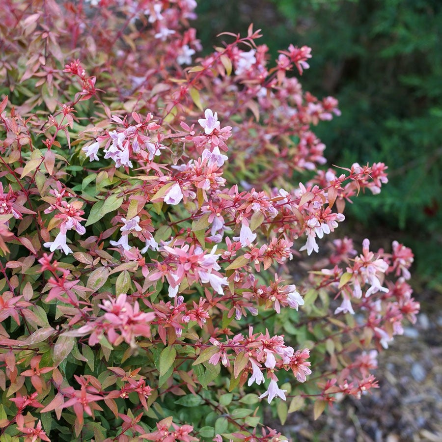 Abelia Poco Loco™ – Park Seed