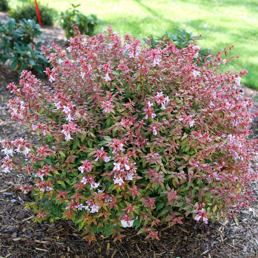 Abelia Poco Loco™ – Park Seed