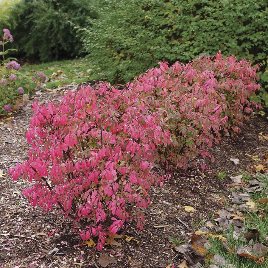Euonymus Fire Ball Seedless™ Burning Bush – Park Seed