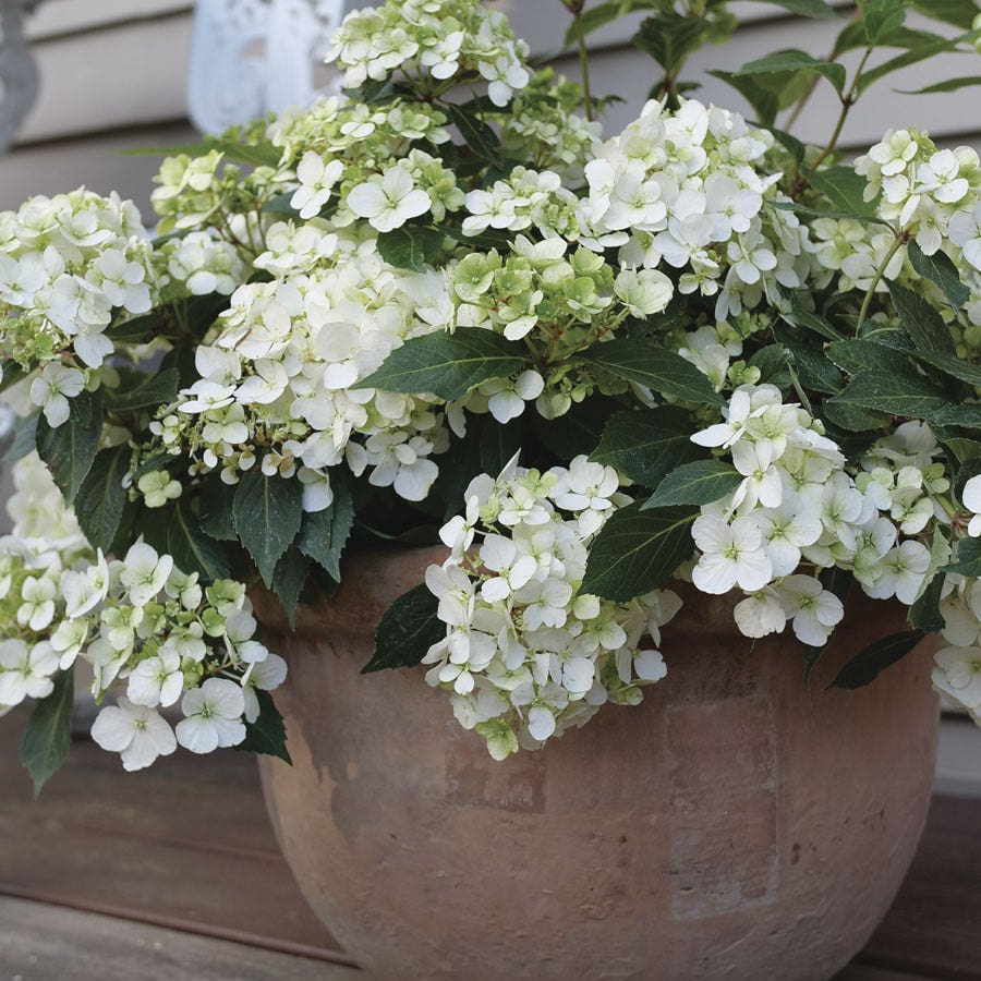 Hydrangea Fairytrail™ White Cascade Hydrangea – Park Seed