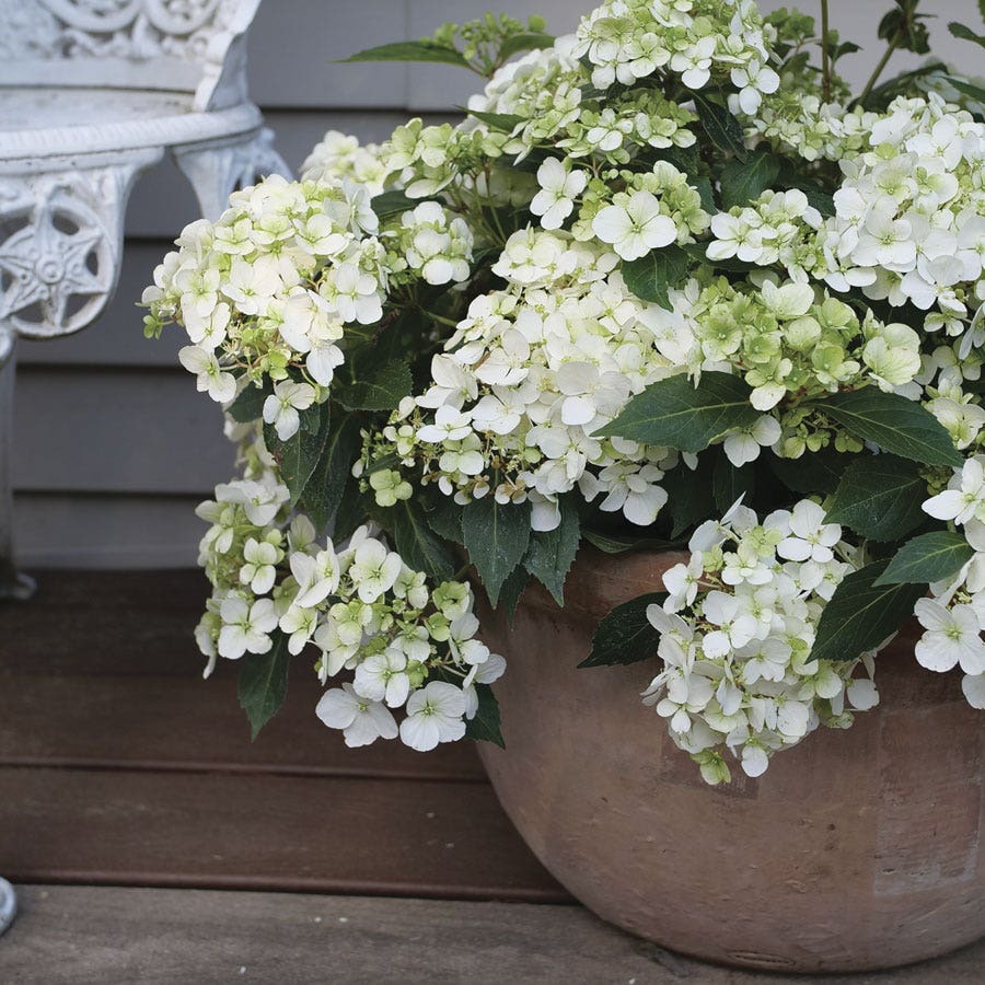 Hydrangea Fairytrail™ White Cascade Hydrangea – Park Seed
