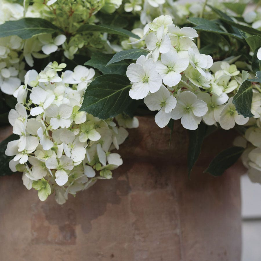 Hydrangea Fairytrail™ White Cascade Hydrangea – Park Seed