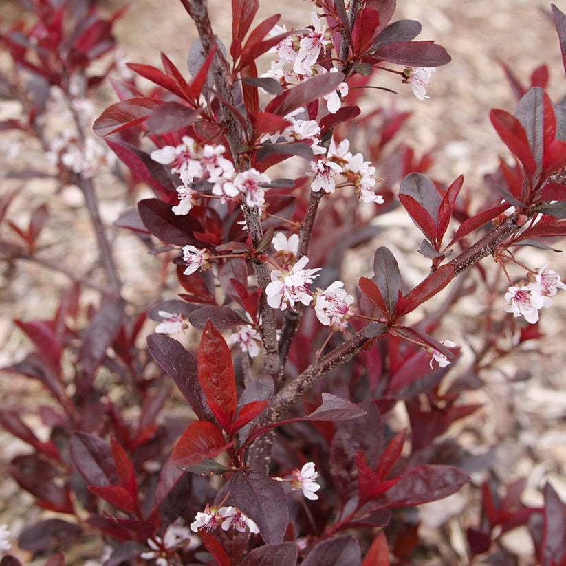 Prunus Stay Classy™ Sand Cherry – Park Seed