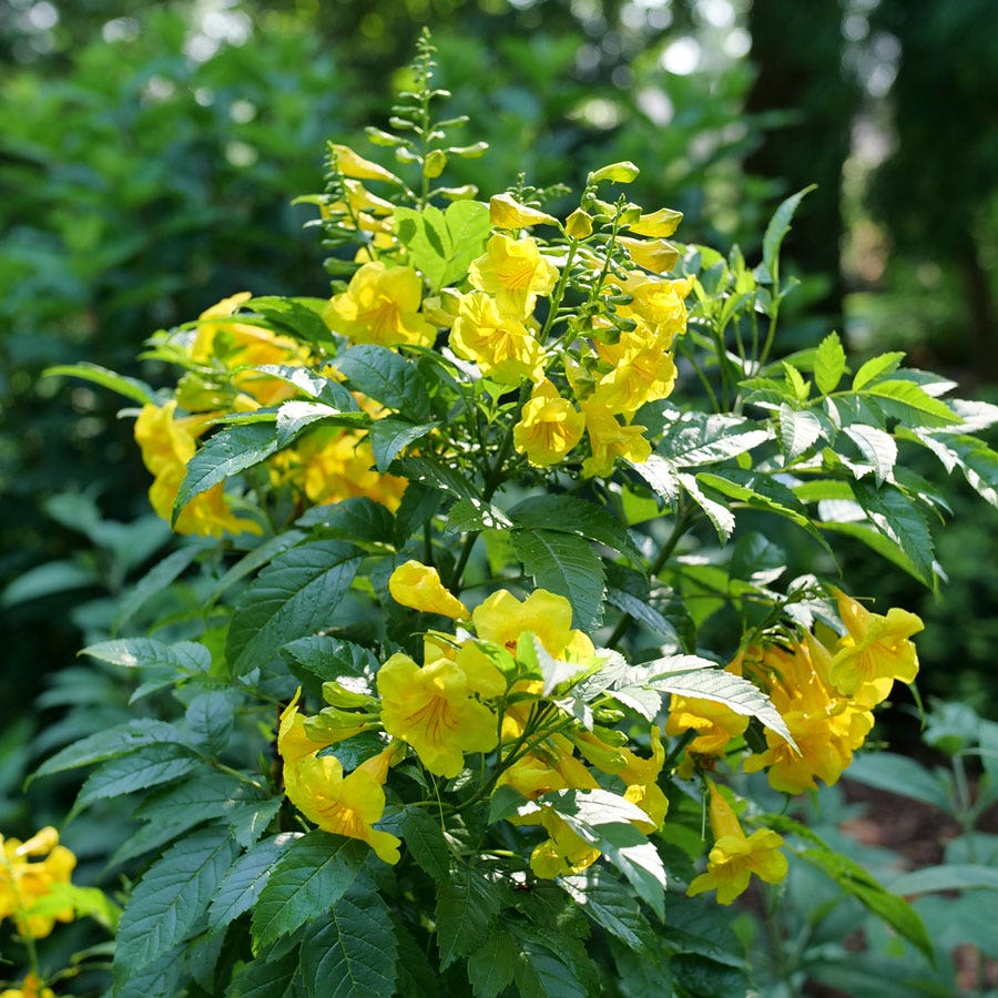 Tecoma Chicklet® Gold Trumpet Bush – Park Seed