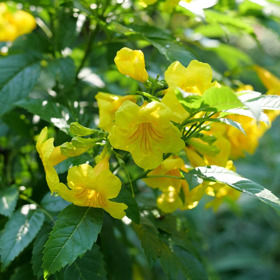 Tecoma Chicklet® Gold Trumpet Bush – Park Seed