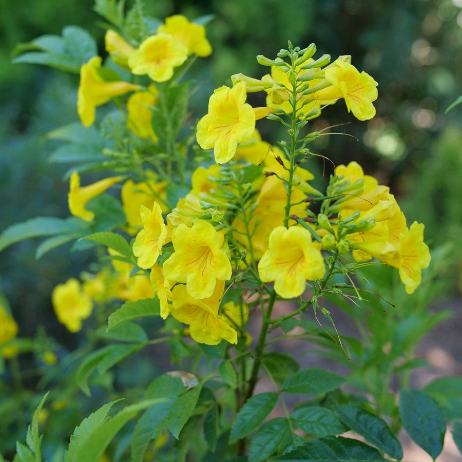 Tecoma Chicklet® Gold Trumpet Bush – Park Seed