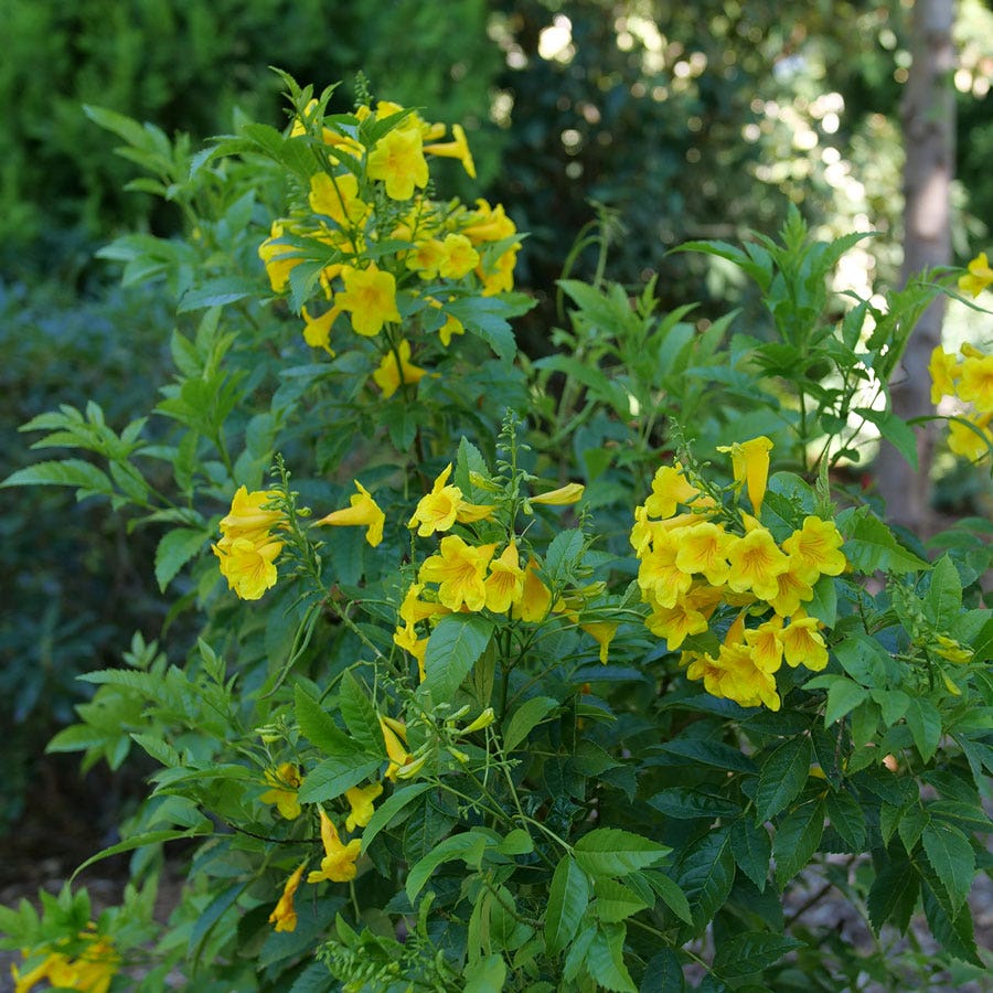 Tecoma Chicklet® Gold Trumpet Bush – Park Seed