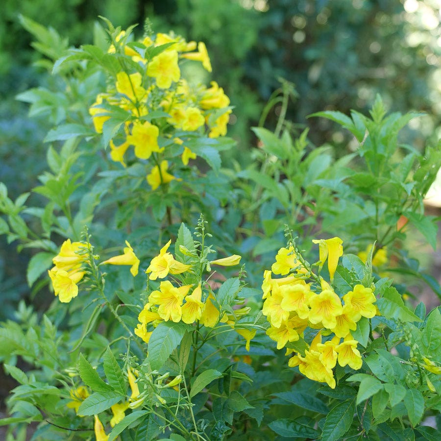 Tecoma Chicklet® Gold Trumpet Bush – Park Seed