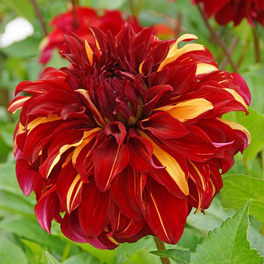 Dahlia Bohemian Spartacus Dinner Plate Dahlia Bulb – Park Seed