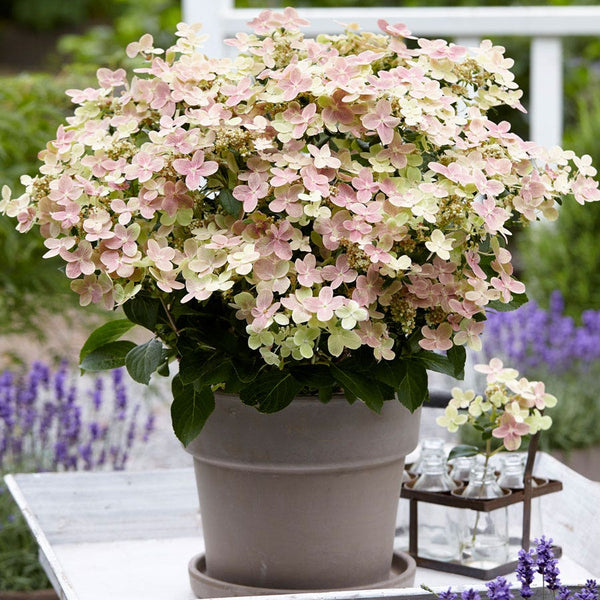 Hydrangea Early Evolution® Panicle Hydrangea – Park Seed
