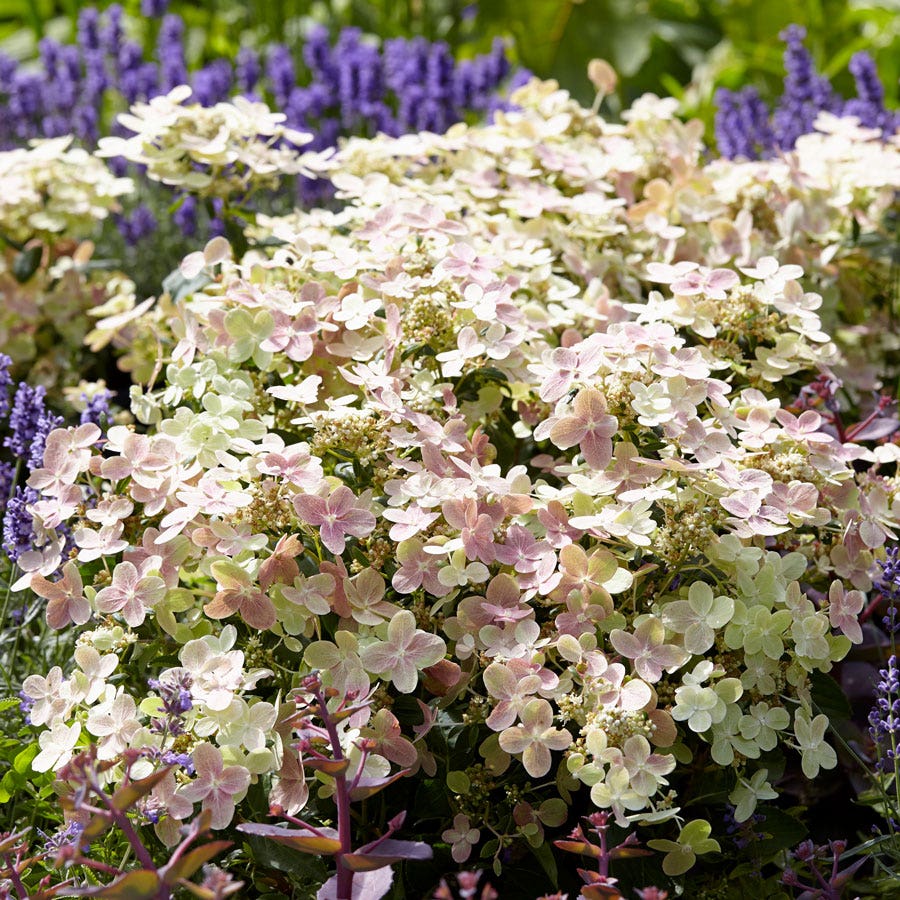Hydrangea Early Evolution® Panicle Hydrangea – Park Seed