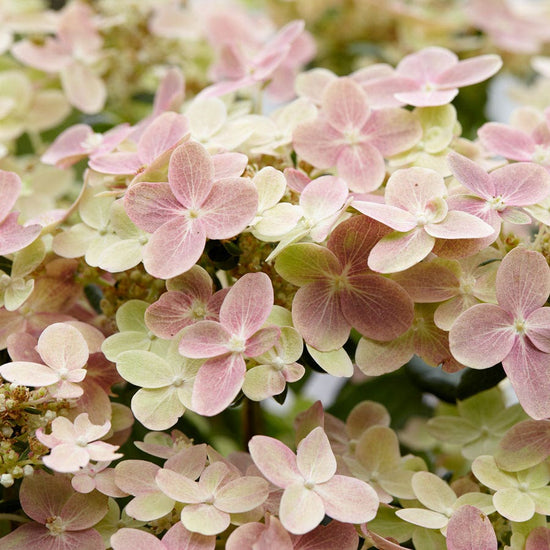 Hydrangea Early Evolution® Panicle Hydrangea – Park Seed
