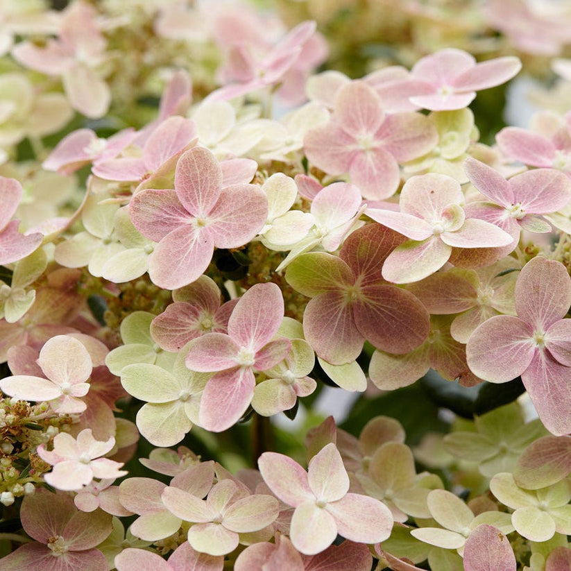 Hydrangea Early Evolution® Panicle Hydrangea – Park Seed