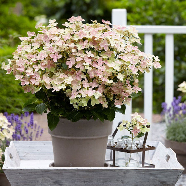 Hydrangea Early Evolution® Panicle Hydrangea – Park Seed
