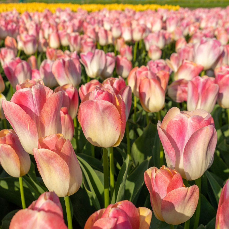 Tulipa Kunyun Tulip Bulbs – Park Seed