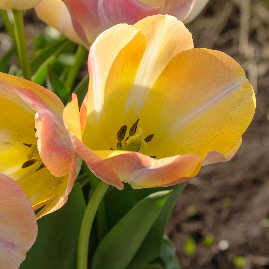 Tulipa Kunyun Tulip Bulbs – Park Seed