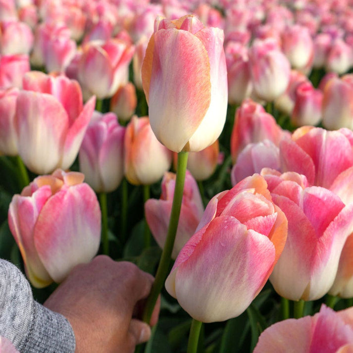 Tulipa Kunyun Tulip Bulbs – Park Seed