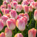 Tulipa Kunyun Tulip Bulbs – Park Seed